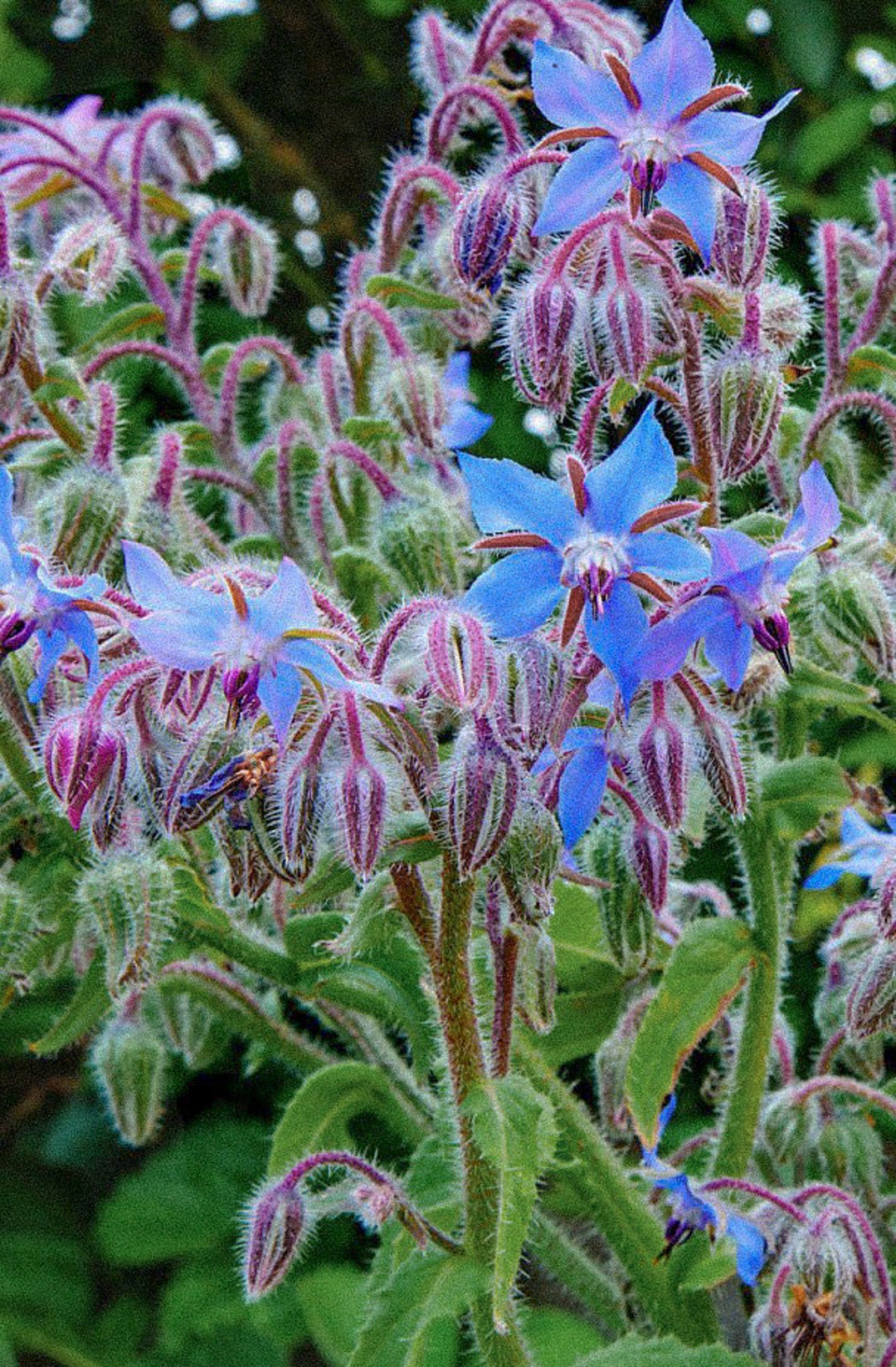 BORAGE Blue Flower 25 Seeds US Grown - Etsy
