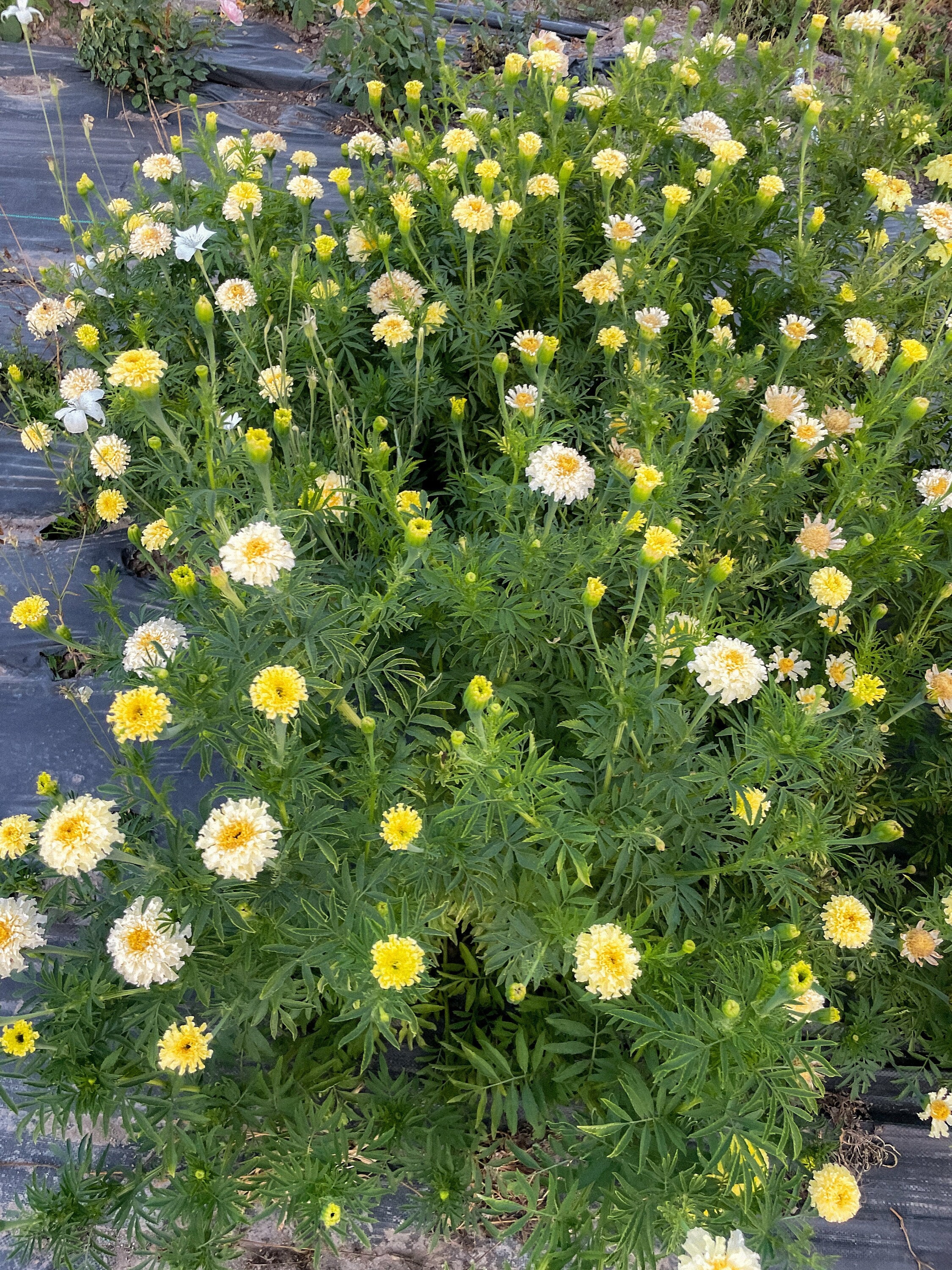 AFRICAN MARIGOLD White Kilimanjaro 25 Flower Seeds - Etsy
