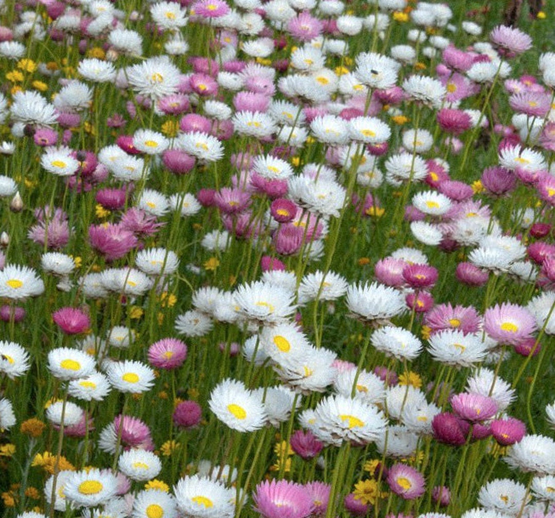 Everlasting Paper Daisy Pink & White 50 Flower Seeds - Etsy