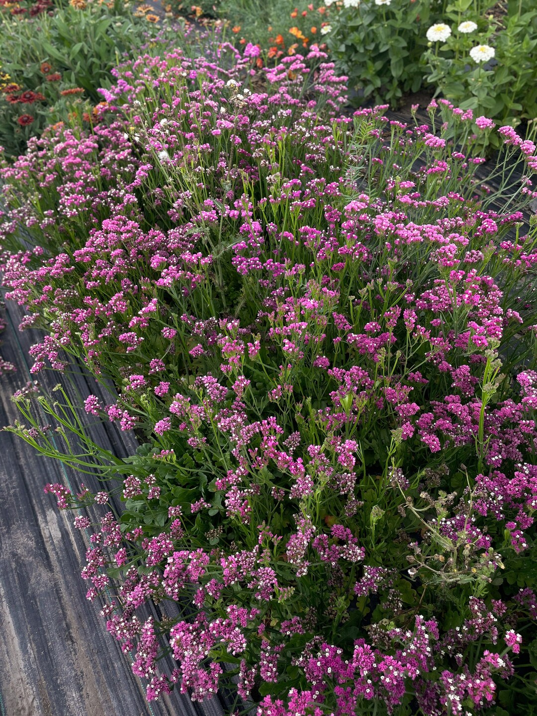 STATICE Forever Happy Lilac Lavender Everlasting Dried Flower 25 Seeds ...