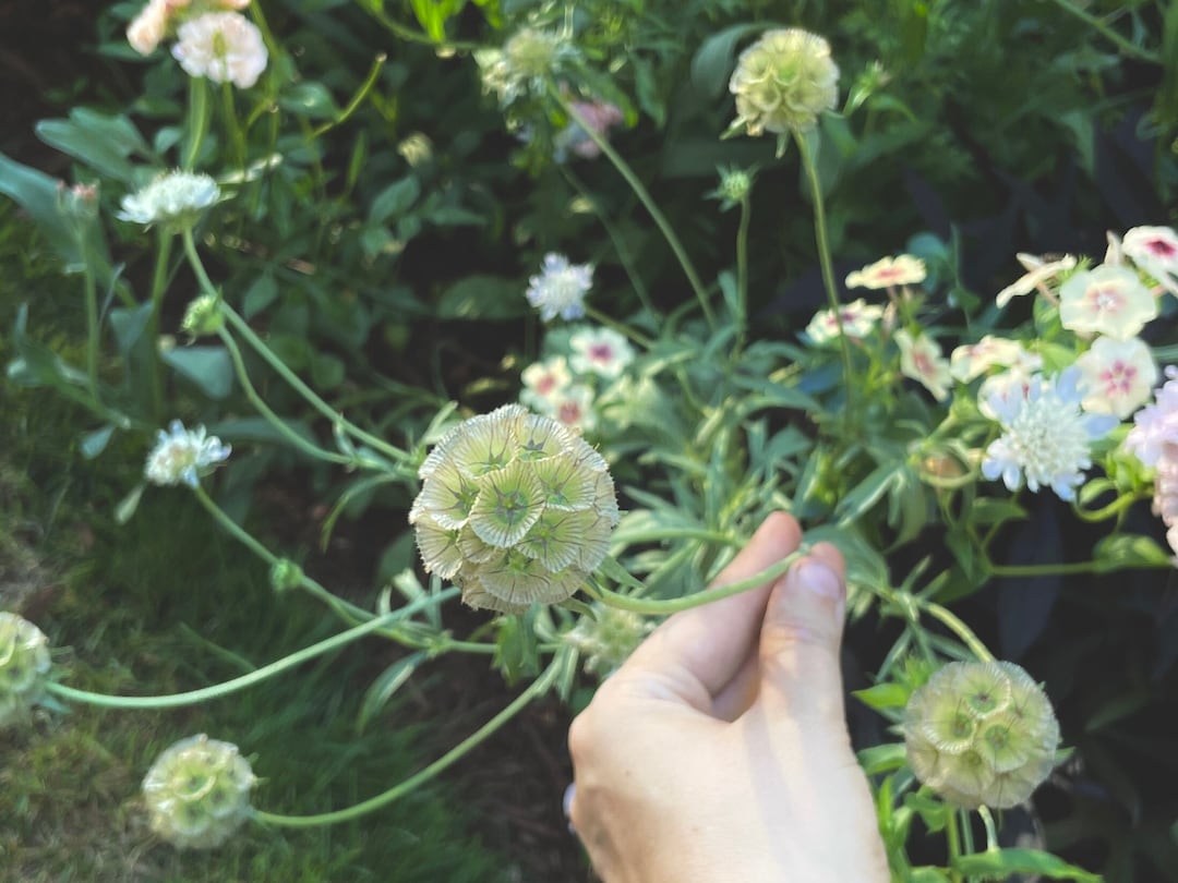PINCUSHION Sternkugel Scabiosa Starflower 25 Flower Seeds - Etsy