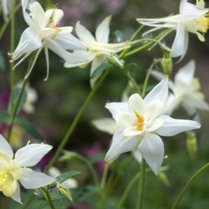 COLUMBINE Crystal Star 25 Flower Seeds - Etsy