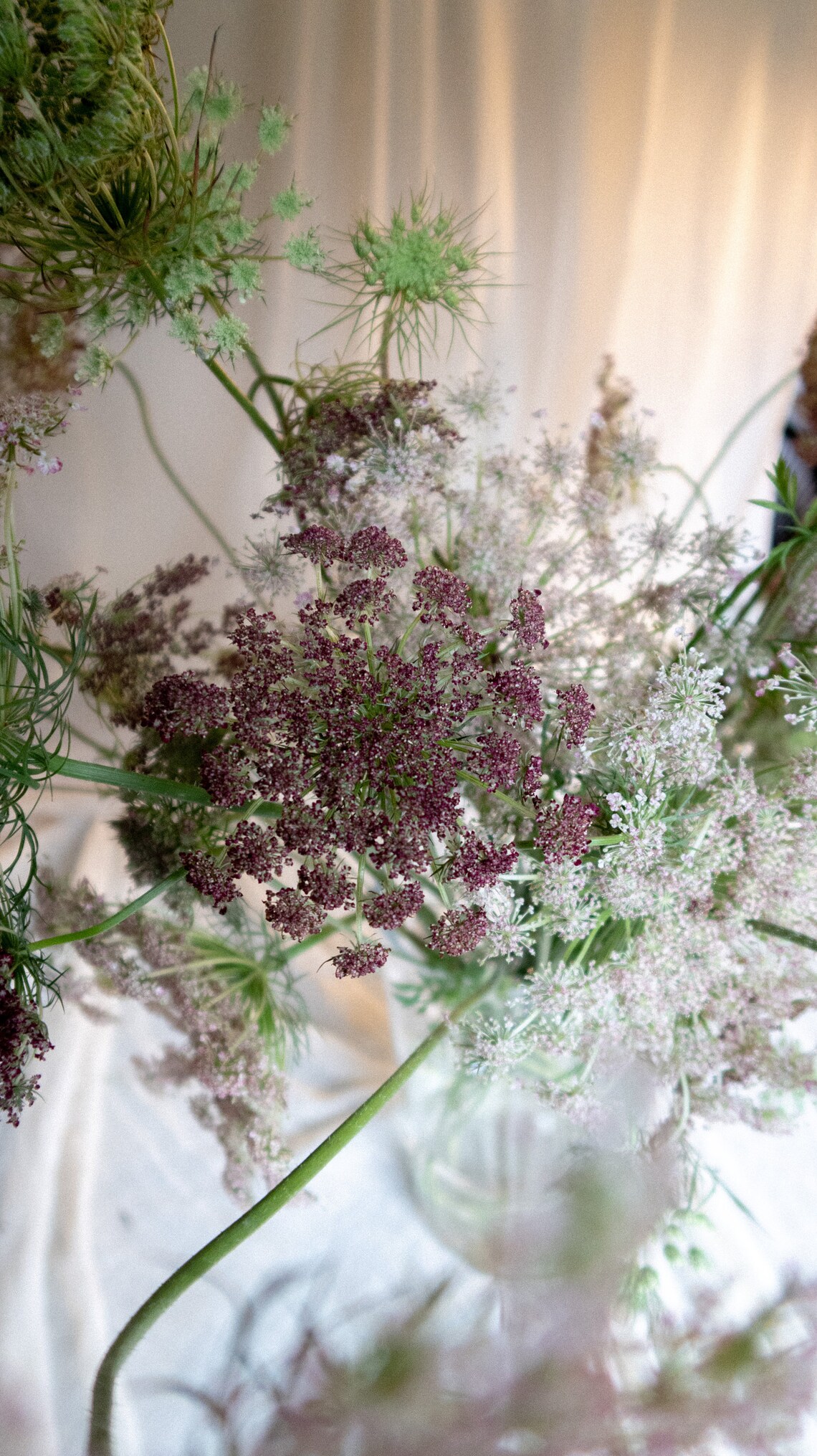 AMMI Dara Chocolate Lace Flower 25 Seeds US Grown - Etsy