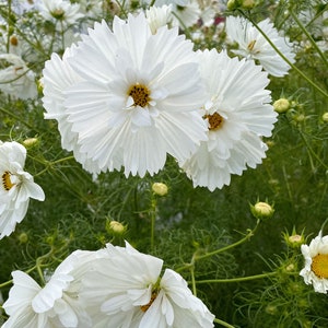COSMOS Fizzy White 25 Flower Seeds - Etsy