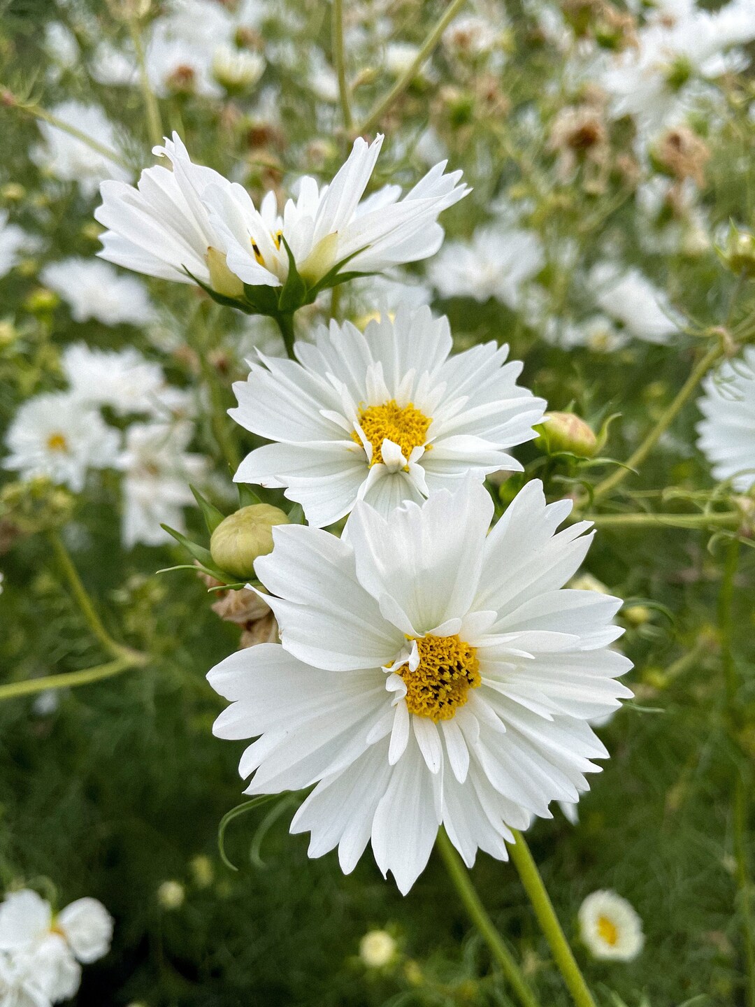 COSMOS Fizzy White 25 Flower Seeds - Etsy