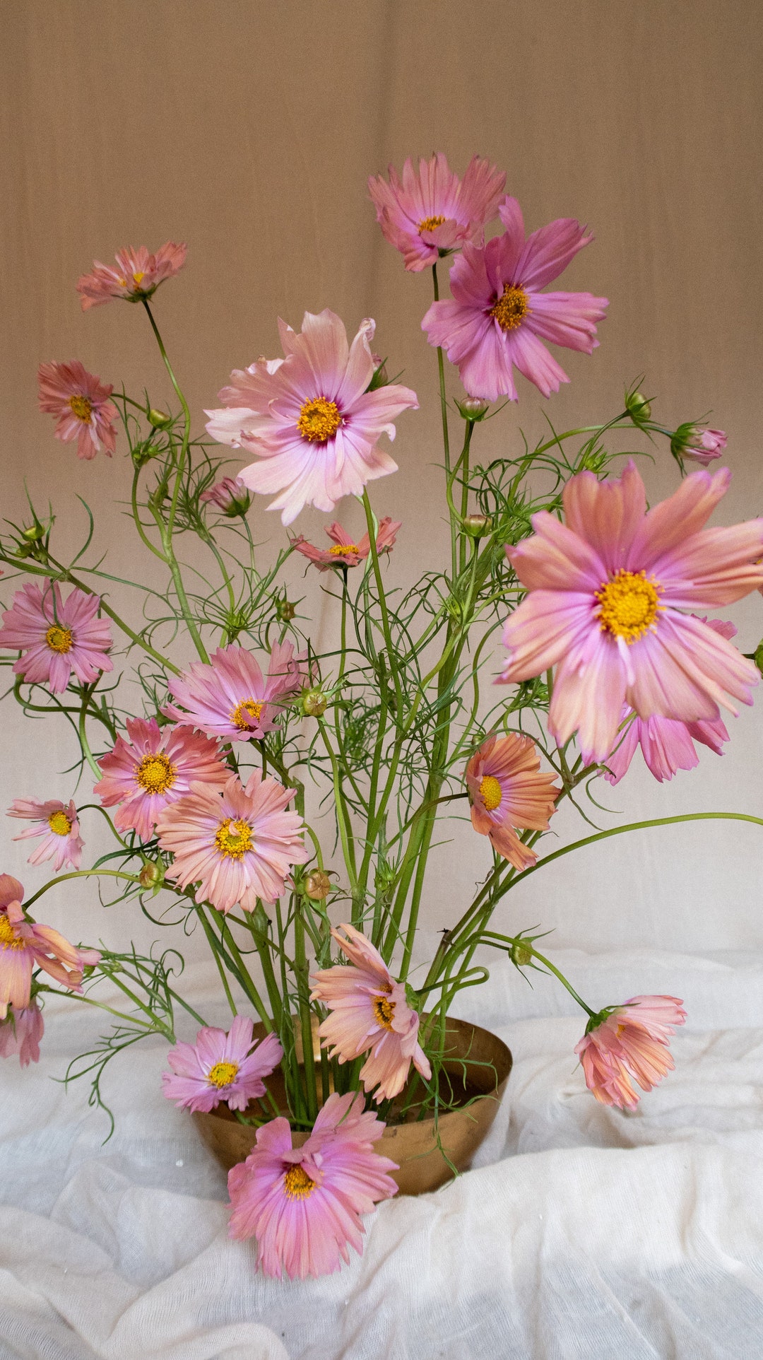 COSMOS Apricotta Cosmos 25 Seeds Grown in USA - Etsy
