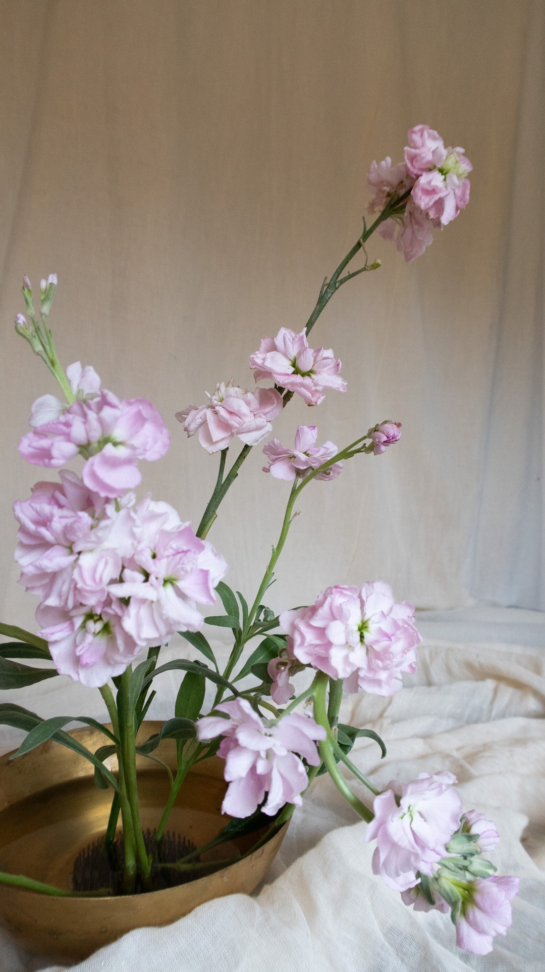 STOCK Katz Cherry Blossom Flower 25 Flower Seeds - Etsy