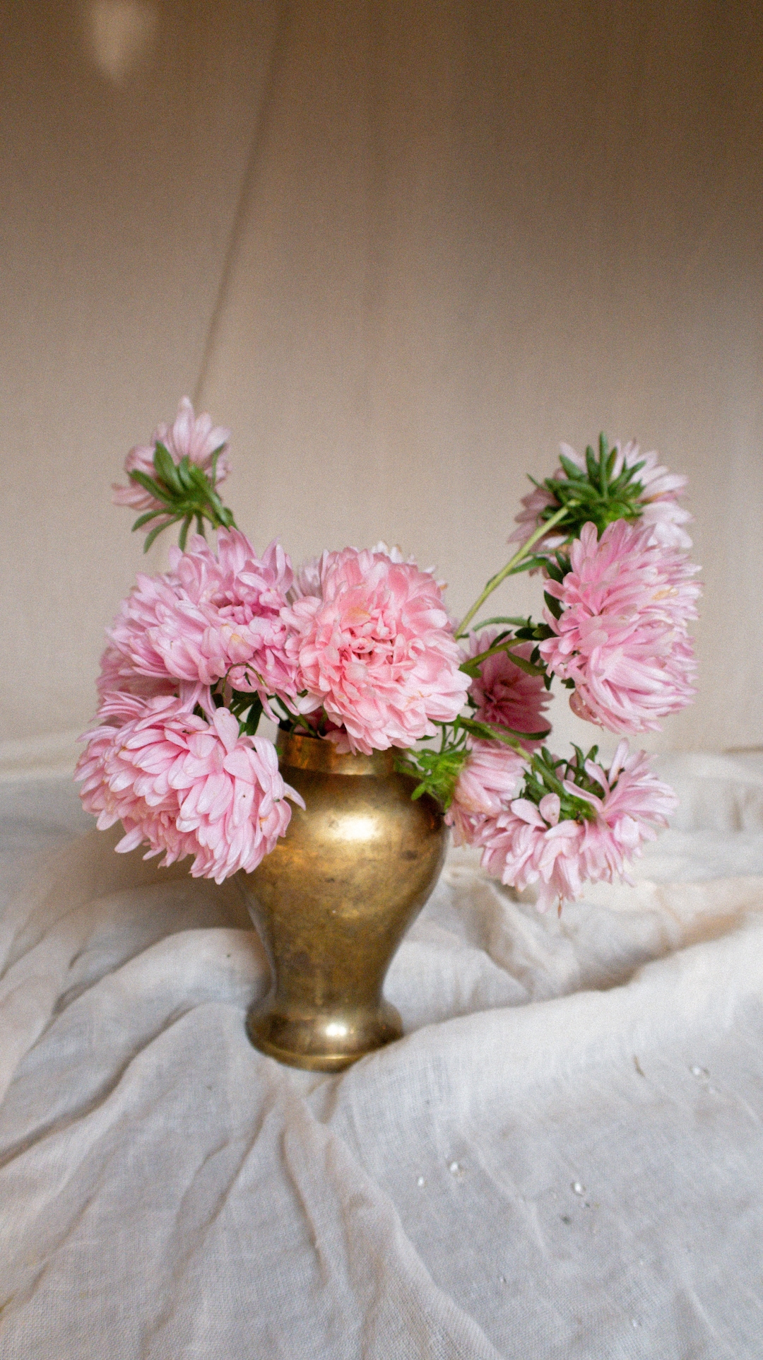 CHINA ASTER Tall Peony Duchess Pink Flower 25 Seeds US Grown - Etsy