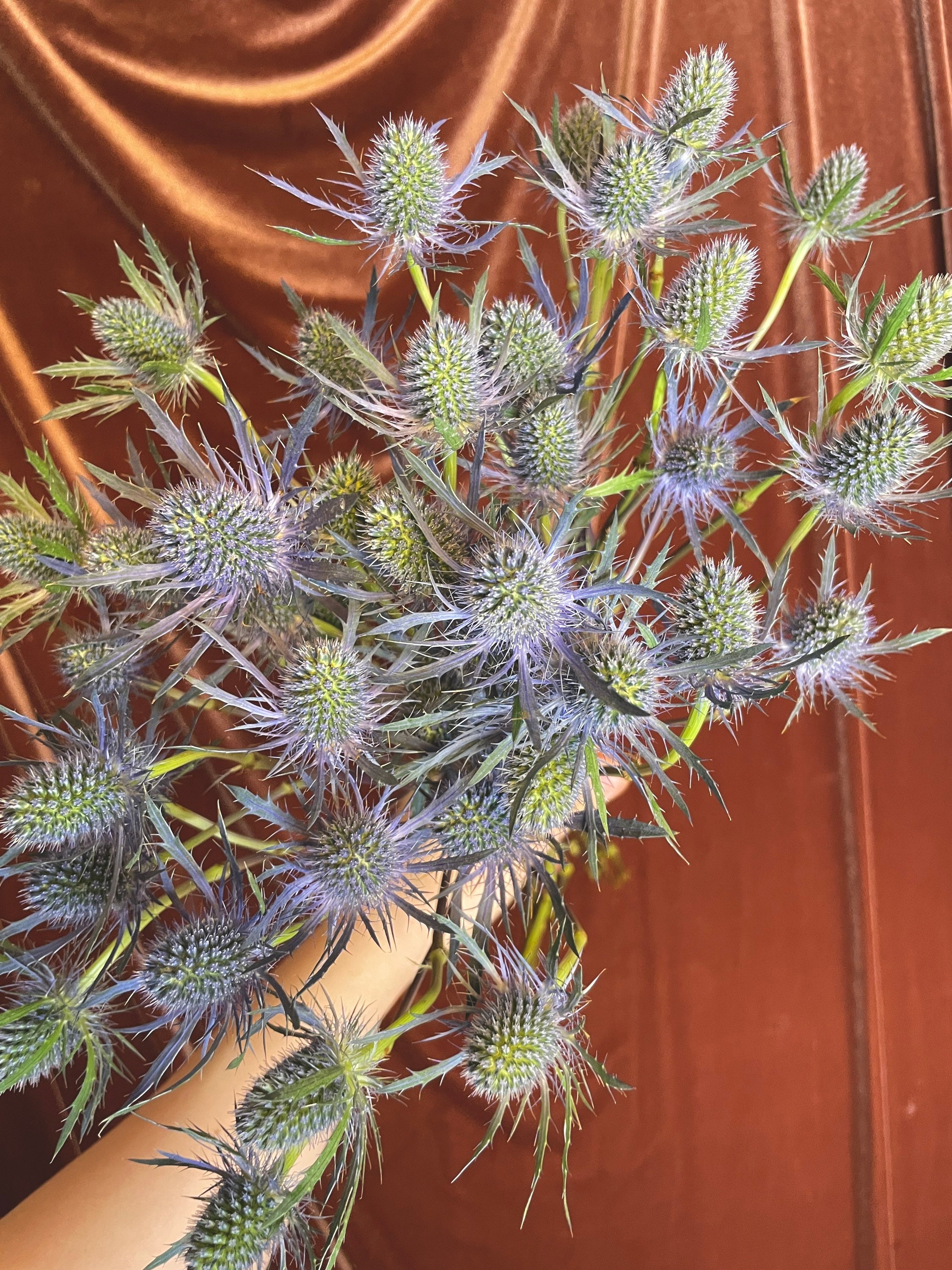 ERYNGIUM Blue Glitter Flat Sea Holly Seeds 50 Flower Seeds - Etsy
