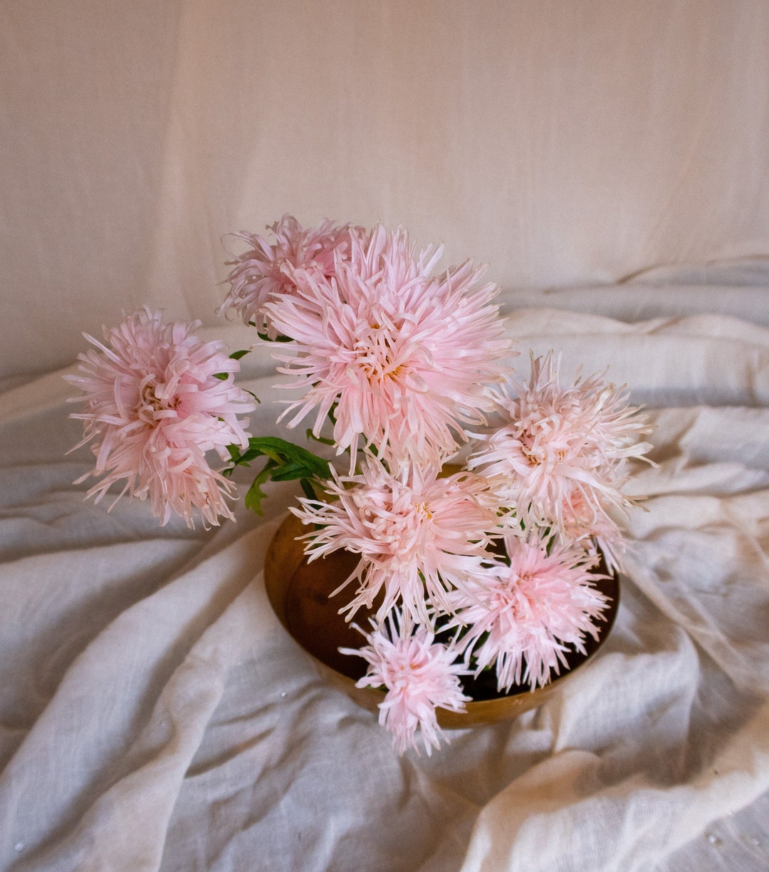 CHINA ASTER Valkyrie Brunhilde Chamois Blush Quilled Flower 25 Seeds US Grown - Etsy