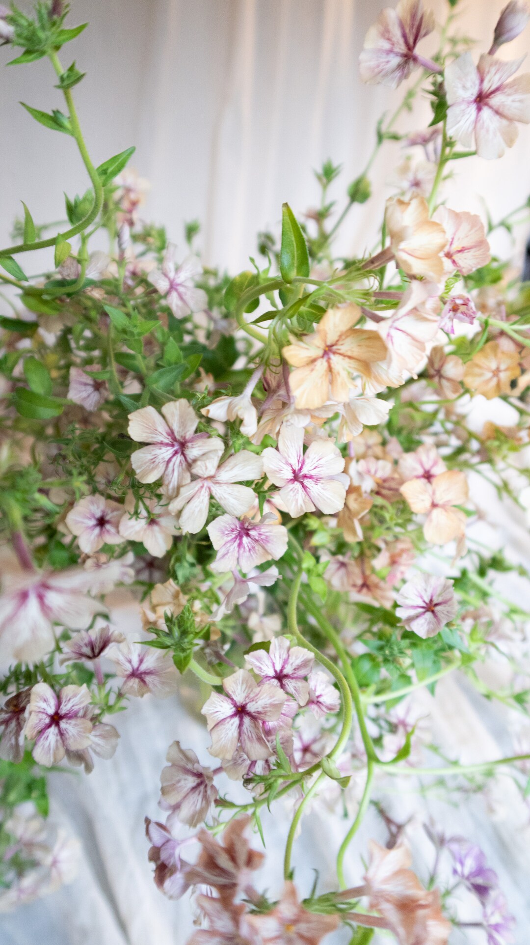 PHLOX Creme Brulee 25 Flower Seeds - Etsy