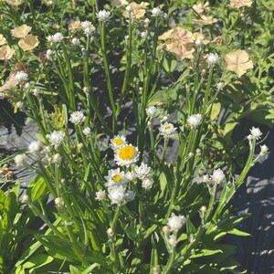 AMMOBIUM Winged Everlasting 50 Flower Seeds US Grown - Etsy