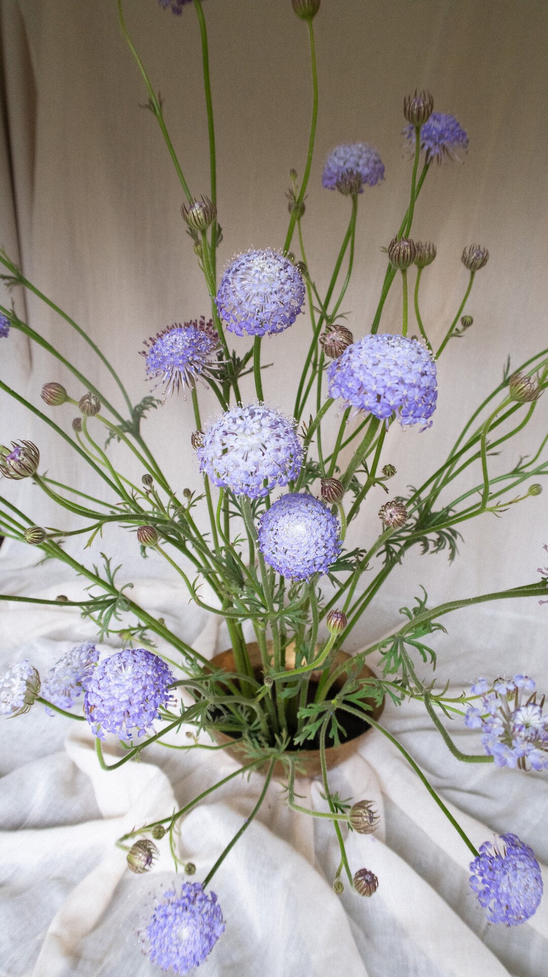 DIDISCUS Blue Lace Lacy Flower 25 Seeds - Etsy