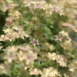 PHLOX Creme Brulee 25 Flower Seeds - Etsy