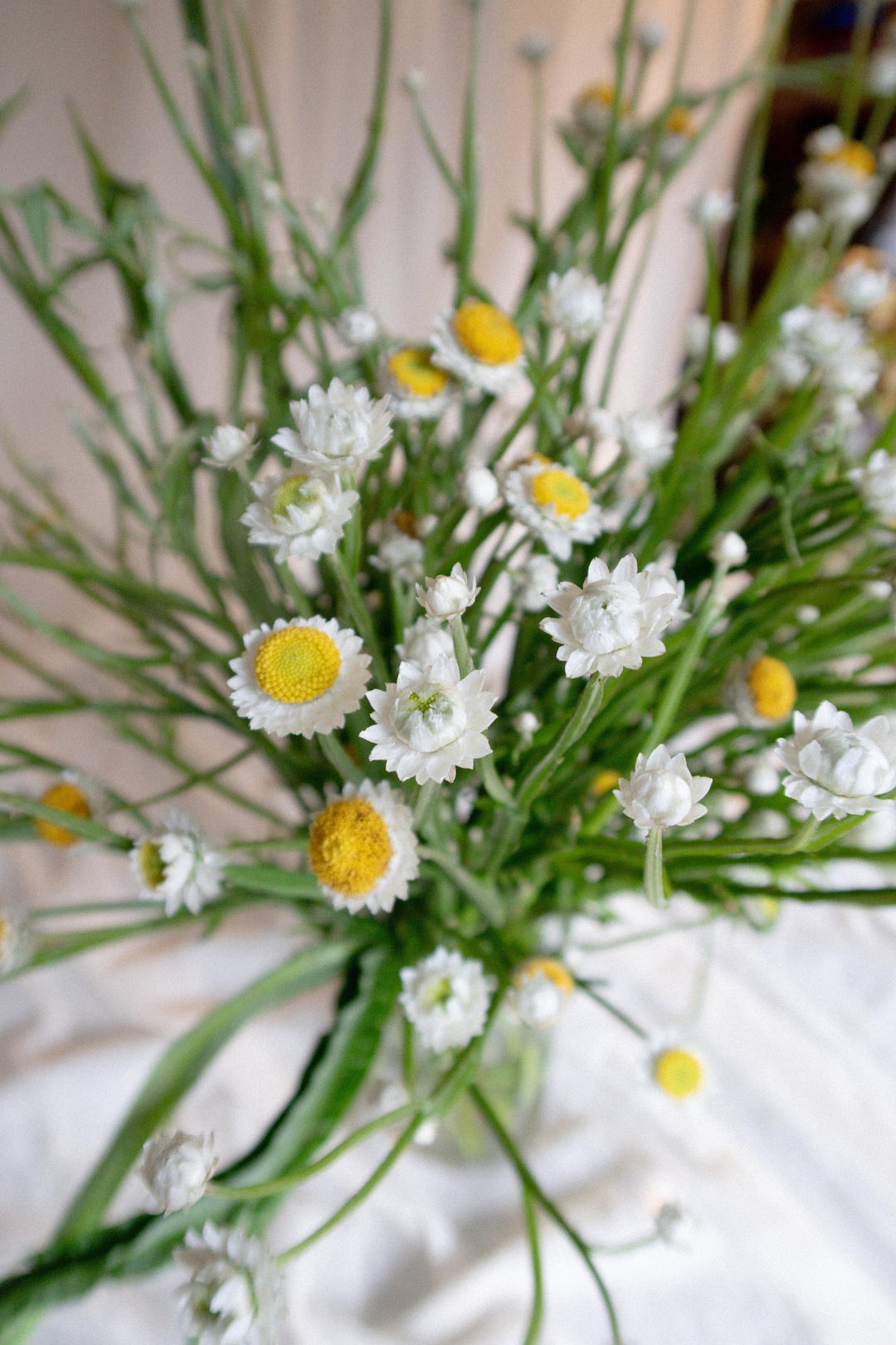 AMMOBIUM Winged Everlasting 50 Flower Seeds US Grown - Etsy