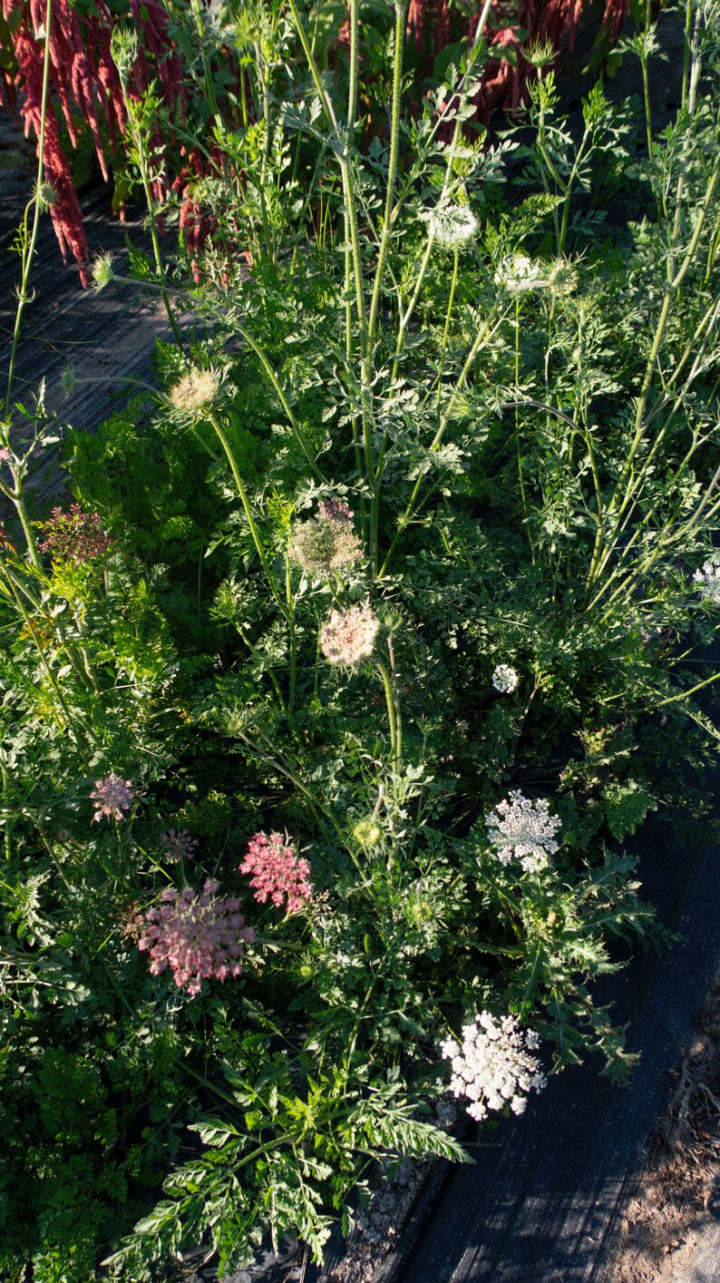 AMMI Dara Chocolate Lace Flower 25 Seeds US Grown - Etsy