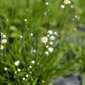 AMMOBIUM Winged Everlasting 50 Flower Seeds US Grown - Etsy