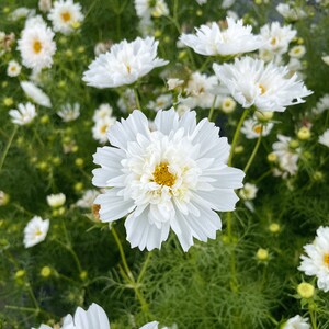 COSMOS Fizzy White 25 Flower Seeds - Etsy