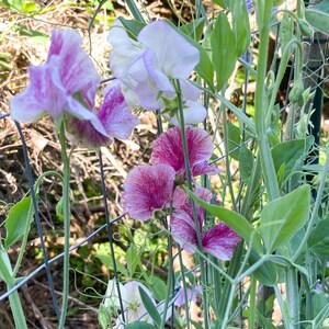 SWEET PEA Chocolate Streamer 10 Seeds - Etsy