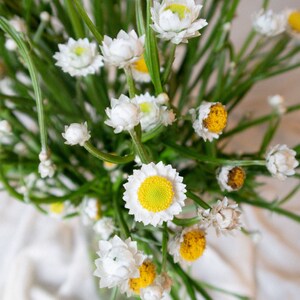 AMMOBIUM Winged Everlasting 50 Flower Seeds US Grown - Etsy
