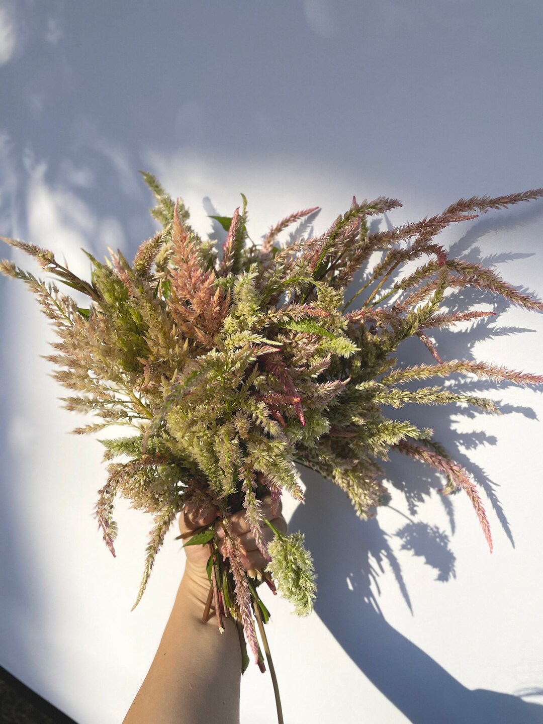 Texas Plume Vintage Rose Celosia Seeds 50 Seeds - Etsy