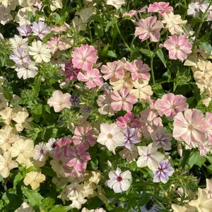 PHLOX Creme Brulee 25 Flower Seeds - Etsy