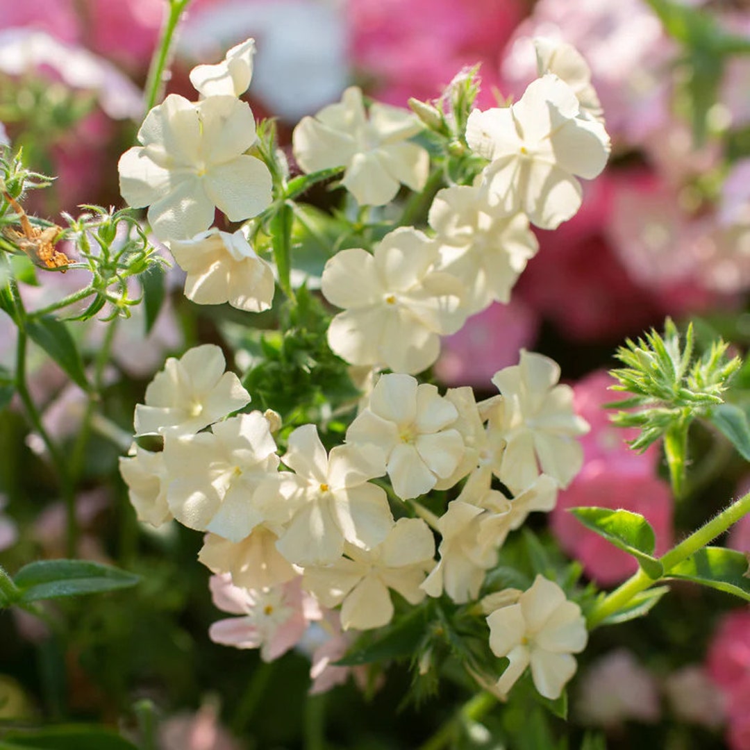 PHLOX Isabellina Yellow 50 Flower Seeds - Etsy