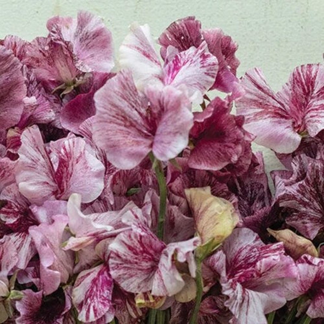 SWEET PEA Chocolate Streamer 10 Seeds - Etsy