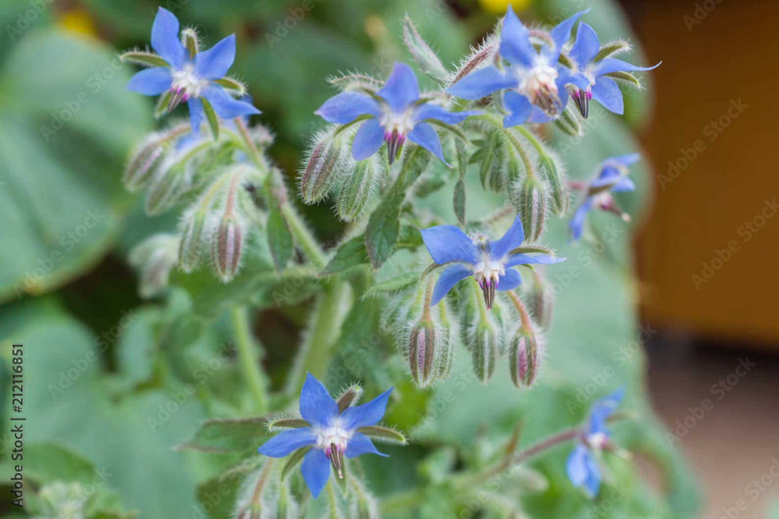 BORAGE Blue Flower 25 Seeds US Grown - Etsy