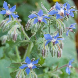BORAGE Blue Flower 25 Seeds US Grown - Etsy