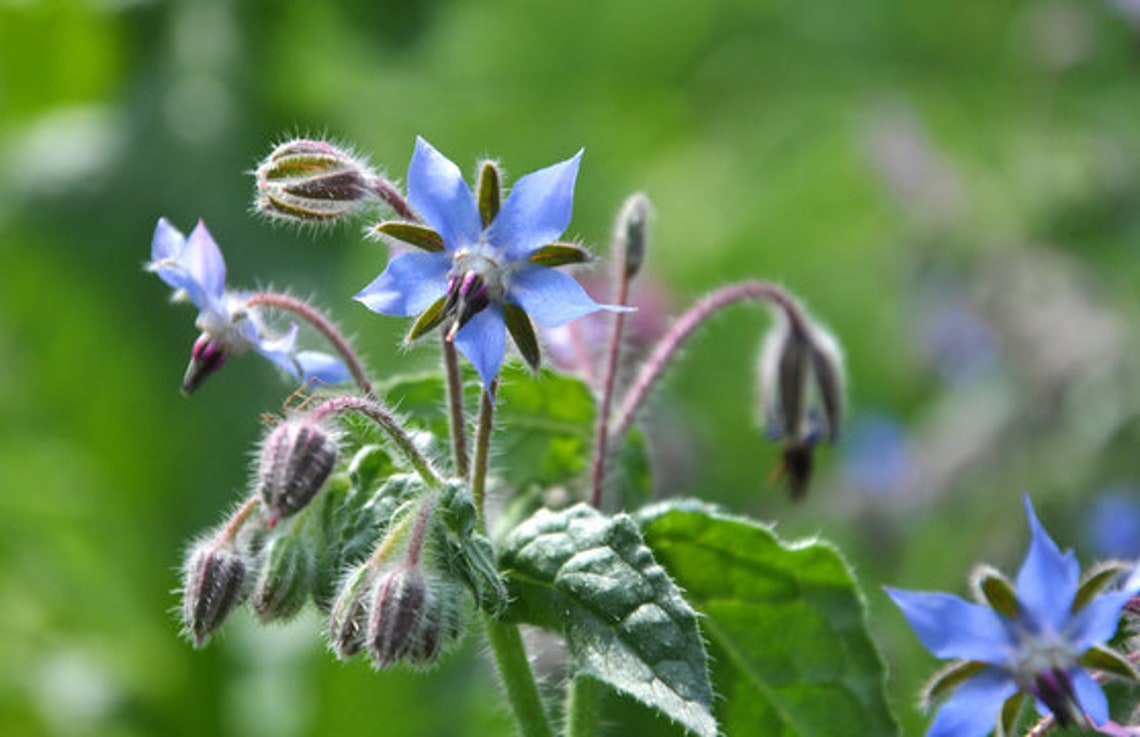 BORAGE Blue Flower 25 Seeds US Grown - Etsy