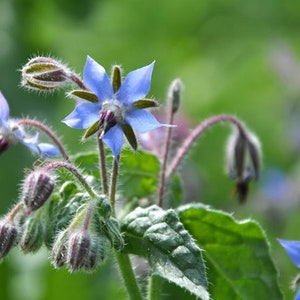 BORAGE Blue Flower 25 Seeds US Grown - Etsy