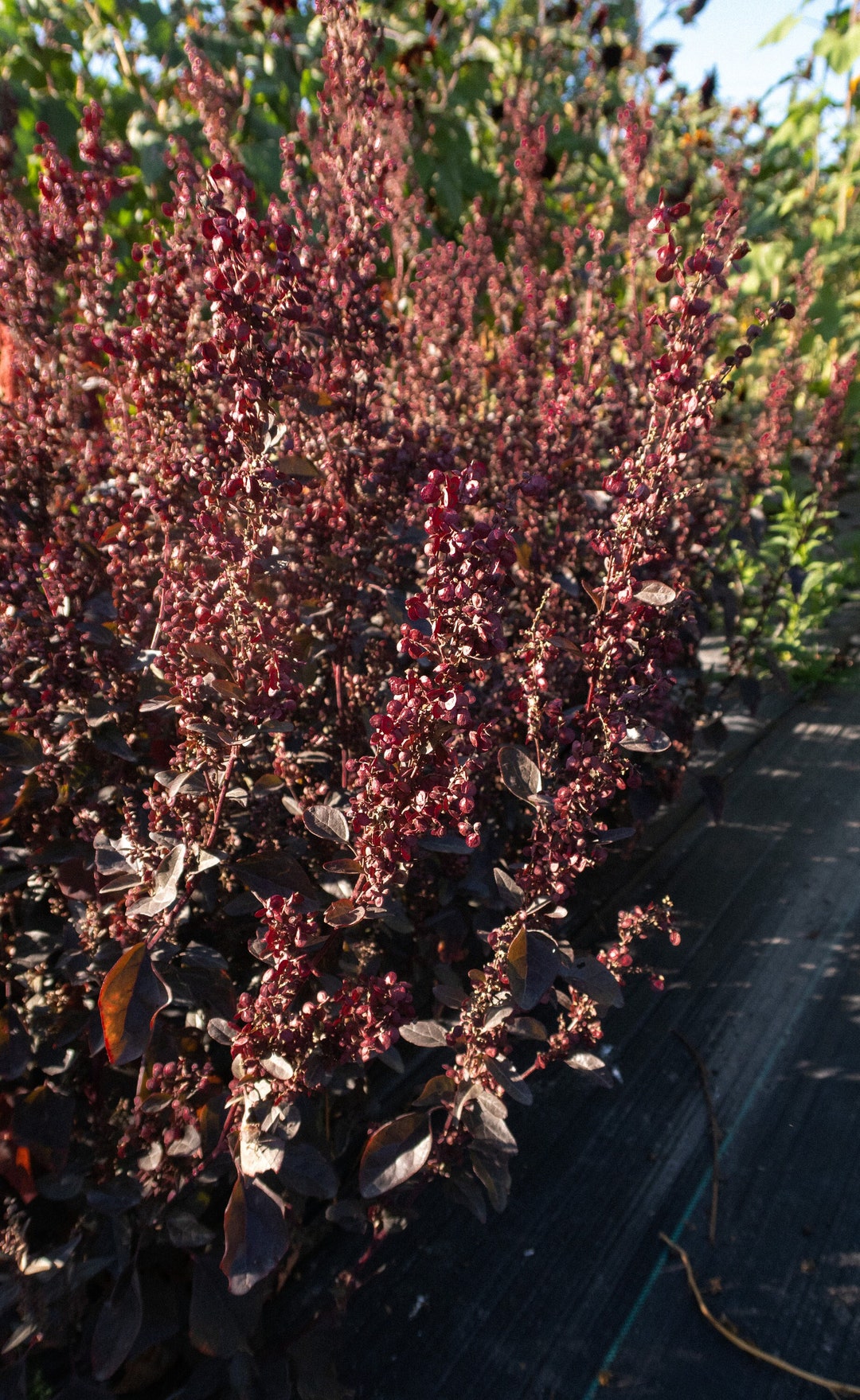 ATRIPLEX "copper Plume" Orach 50 Flower Seeds - Etsy