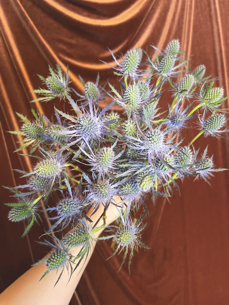 ERYNGIUM Blue Glitter Flat Sea Holly Seeds 50 Flower Seeds - Etsy
