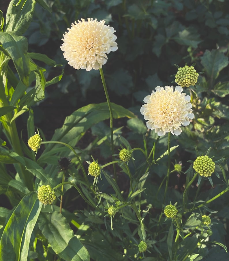 PINCUSHION Fata Morgana Scabiosa 25 Flower Seeds - Etsy