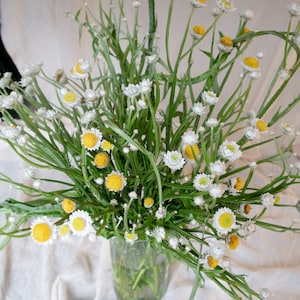 AMMOBIUM Winged Everlasting 50 Flower Seeds US Grown - Etsy