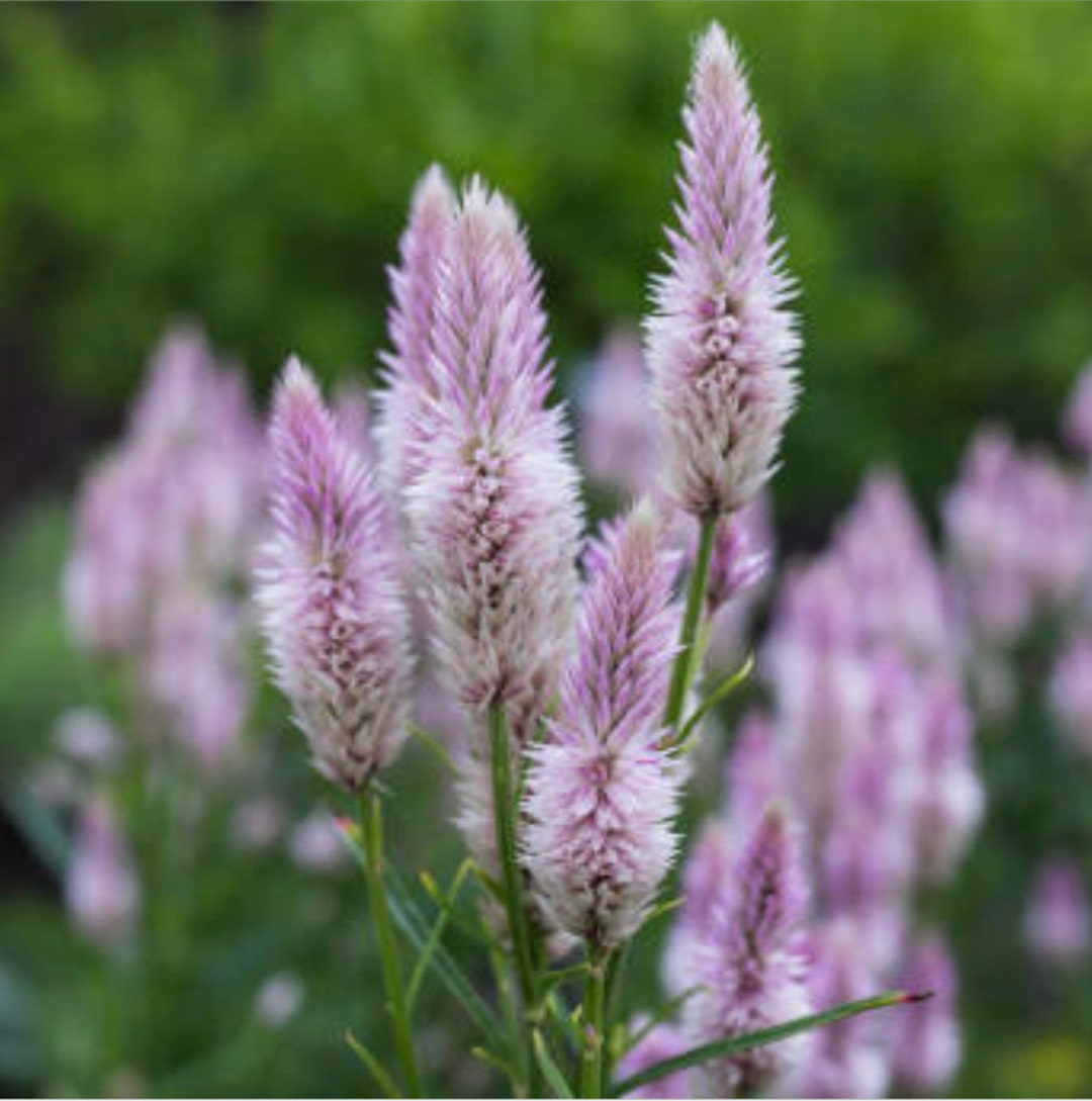 Celosia Flamingo Feather 50 Seeds US Grown - Etsy