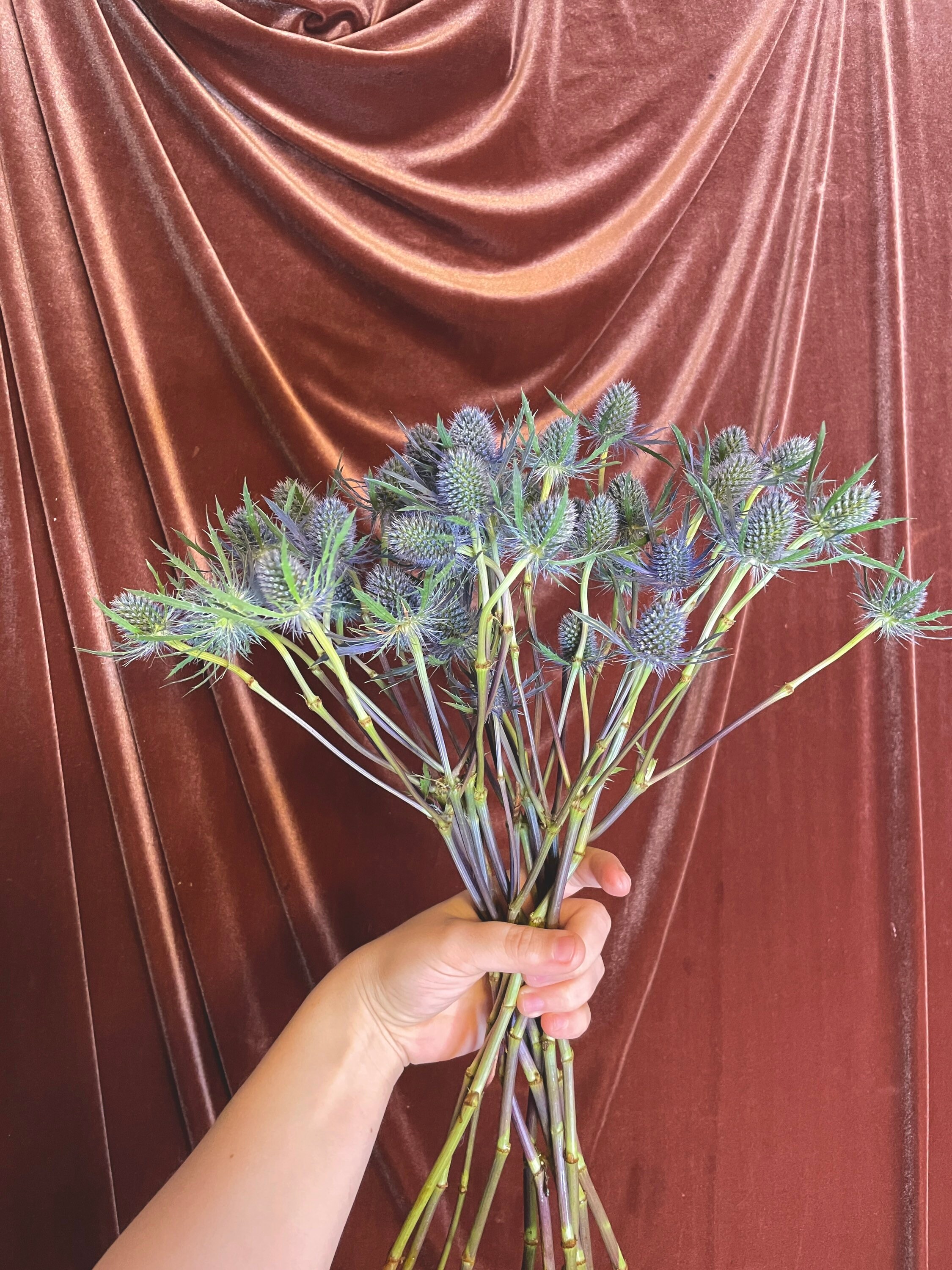 ERYNGIUM Blue Glitter Flat Sea Holly Seeds 50 Flower Seeds - Etsy
