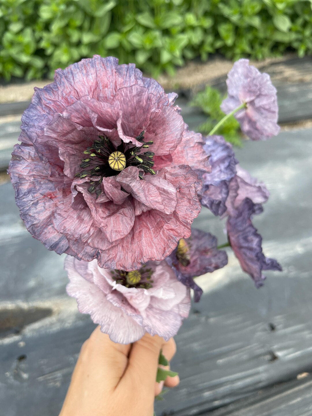 POPPY Amazing Gray Shirley Poppy 50+ Flower Seeds - Etsy