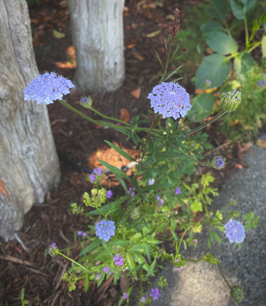 BLUE LACE Didiscus Flower 50 Seeds - Etsy