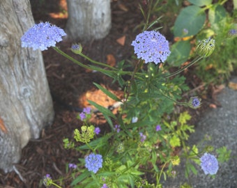 Seeds Didiscus Blue Lace Flower Mix - Etsy