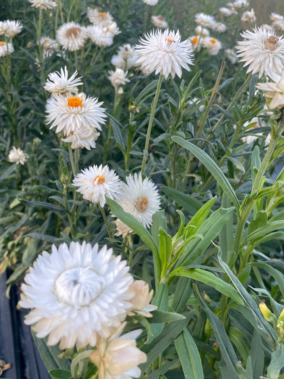 STRAWFLOWER Vintage White Everlasting Dried Flower 50 Seeds - Etsy