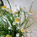 AMMOBIUM Winged Everlasting 50 Flower Seeds US Grown - Etsy