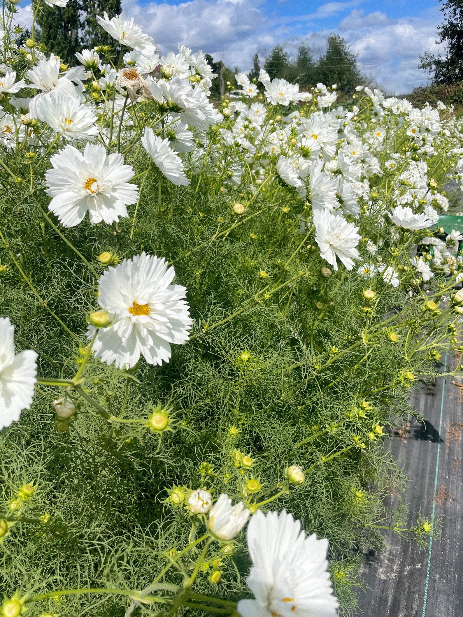 COSMOS Fizzy White 25 Flower Seeds - Etsy