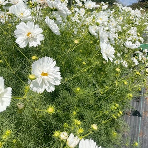 COSMOS Fizzy White 25 Flower Seeds - Etsy