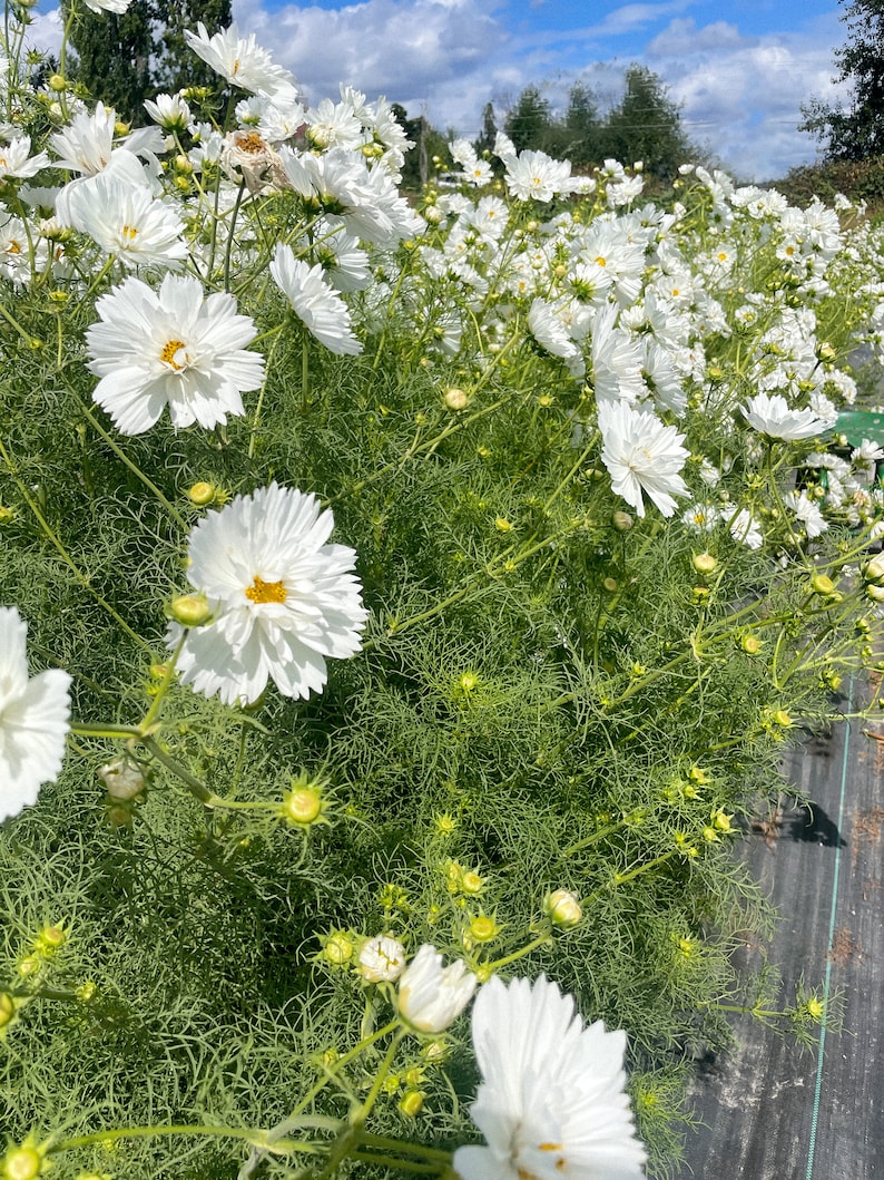 COSMOS Fizzy White 25 Flower Seeds - Etsy