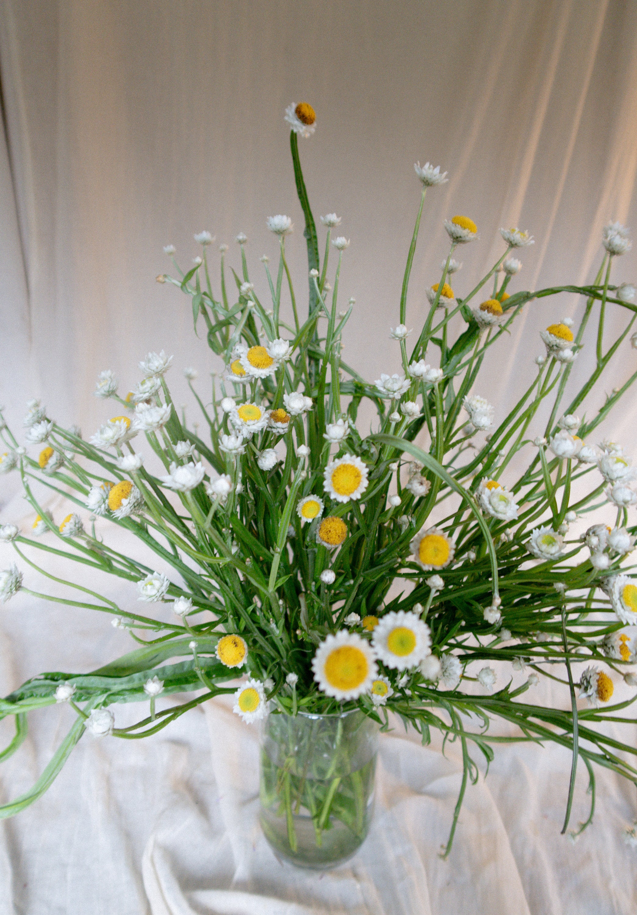 AMMOBIUM Winged Everlasting 50 Flower Seeds US Grown - Etsy