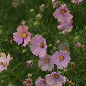COSMOS Apricotta Cosmos 25 Seeds Grown in USA - Etsy
