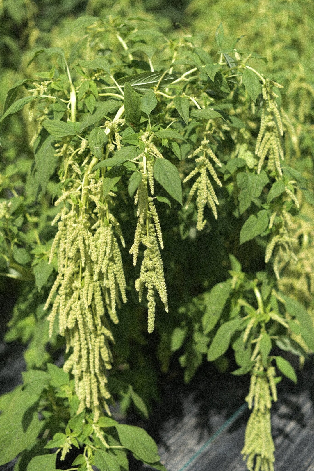EMERALD TASSELS Amaranth 100 Flower Seeds US Grown - Etsy
