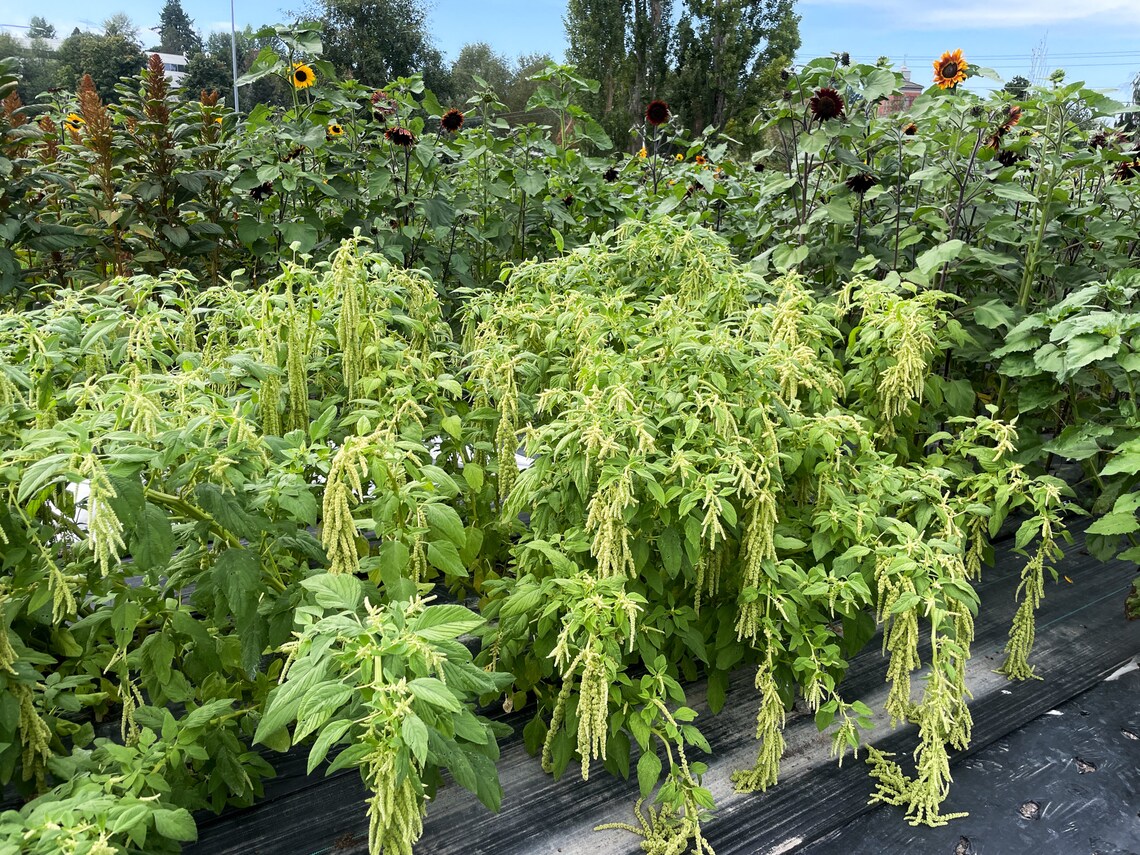 EMERALD TASSELS Amaranth 100 Flower Seeds US Grown - Etsy